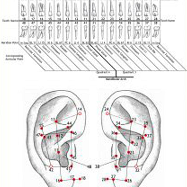 Ear Wall Chart of Teeth and their Corresponding Auricular Points ...